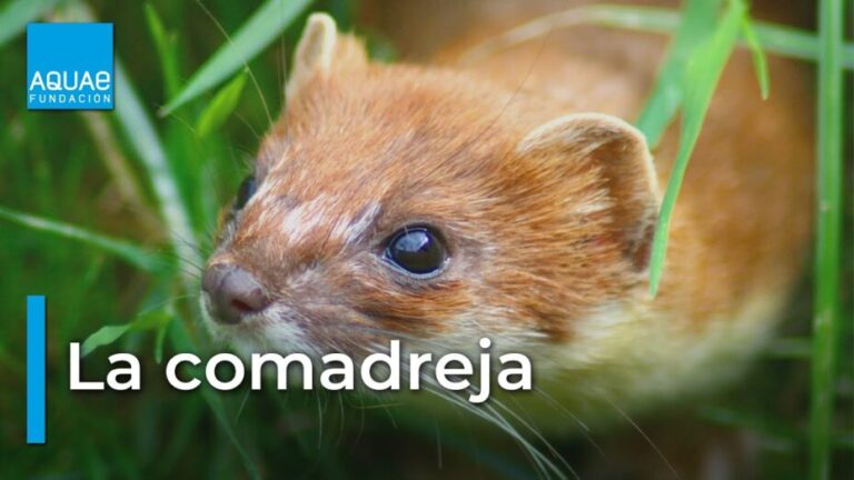 Comadreja: características, comportamiento y hábitat | Todo sobre este ...