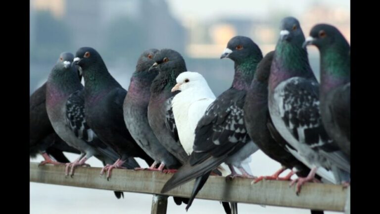 Guía completa para la cría de palomas en casa: consejos de expertos en ...