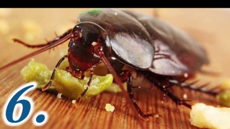 Cucarachas: 9 fascinantes curiosidades sobre estos insectos que te ...