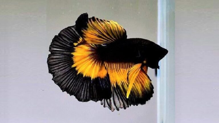 Guía completa de las 5 formas de colas en peces: descubre todo sobre la ...