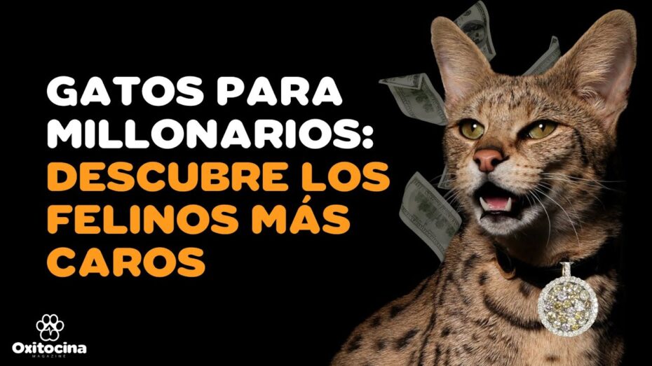 Razas de gatos más caras: Descubre por qué valen su precio y cuáles son