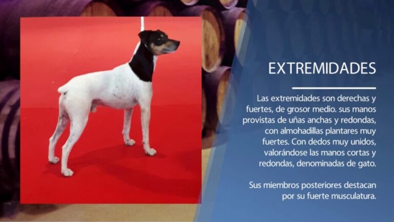 Ratonero Bodeguero Andaluz: Descubre todo sobre esta adorable raza de perro